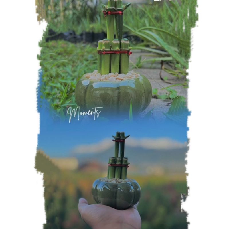Jual Vas Labu + Bambu Hoki Batangan | Shopee Indonesia