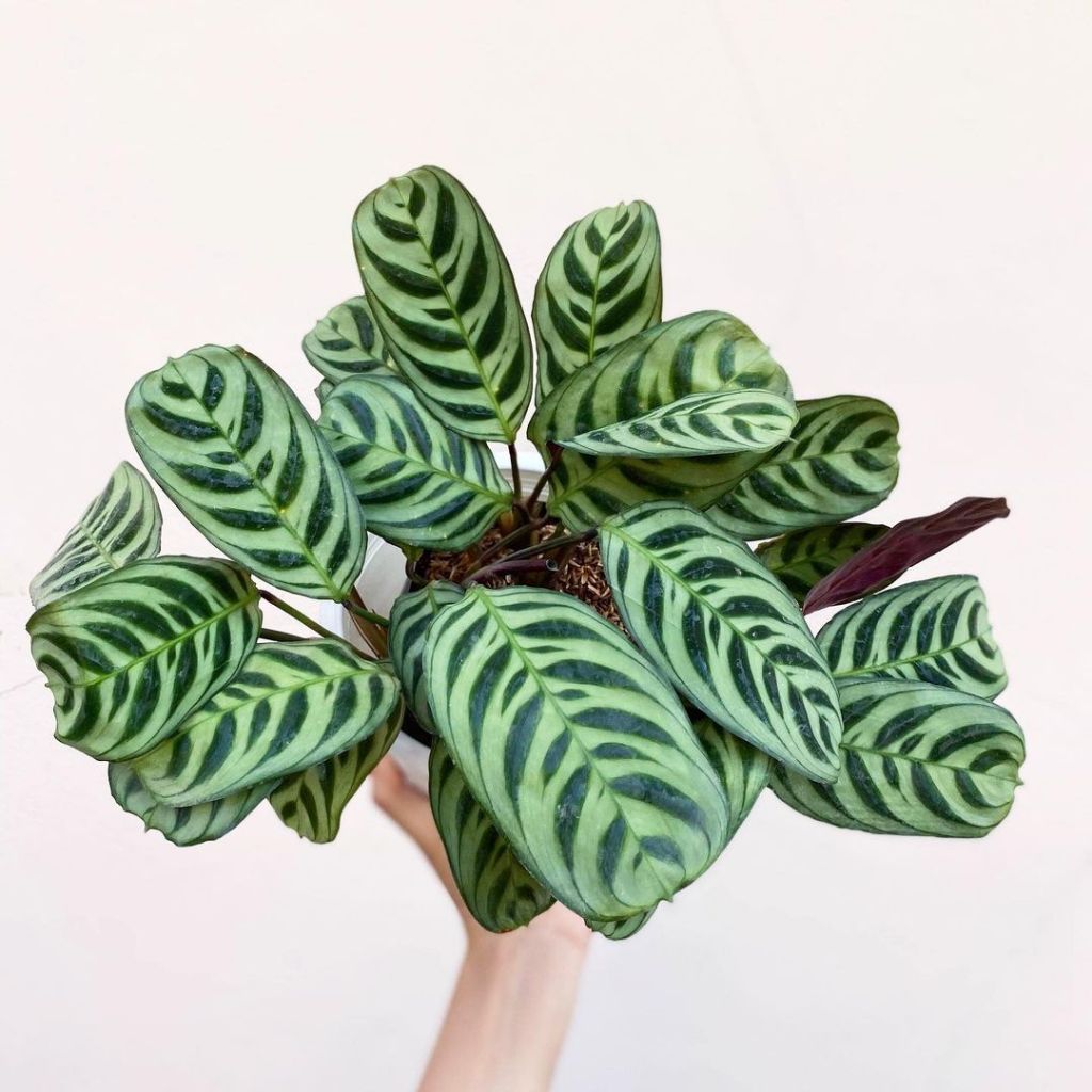 Jual TANAMAN HIAS CALATHEA STROMATA | Shopee Indonesia