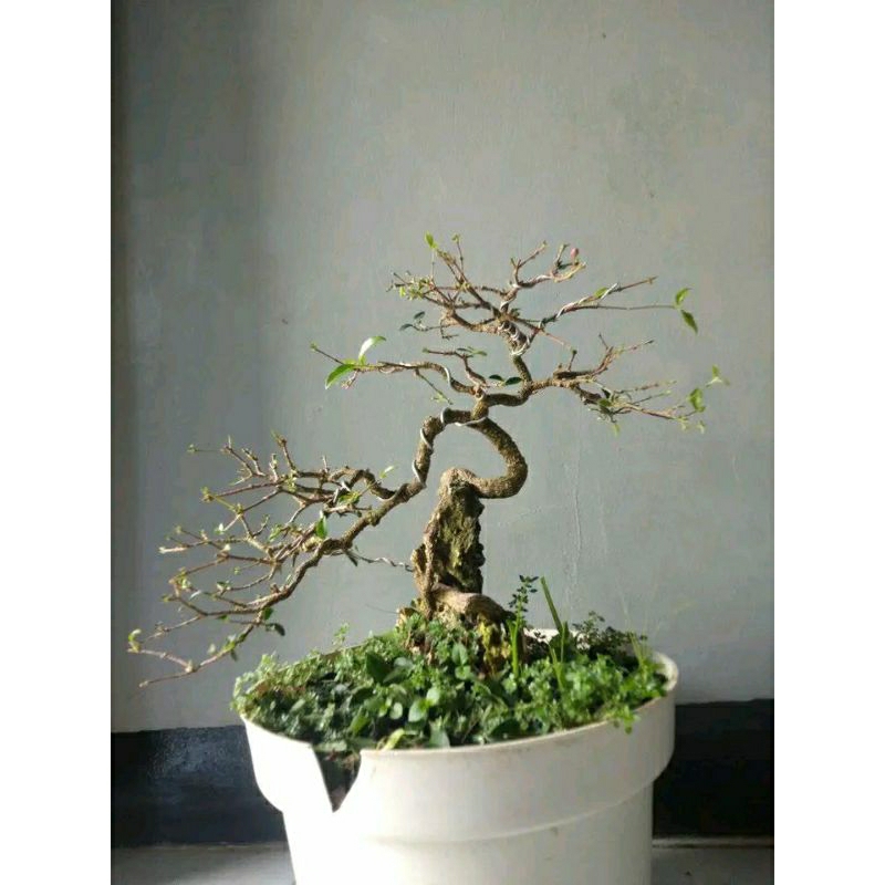 Jual bonsai sakura micro sudah gerak dasar | Shopee Indonesia