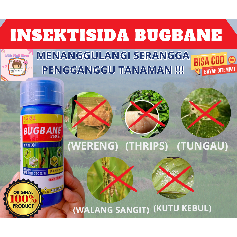 Jual Bugbane MENANGGULANGI SERANGGA PENGGANGGU TANAMAN !!! wereng walang sangit kutu kebul ...