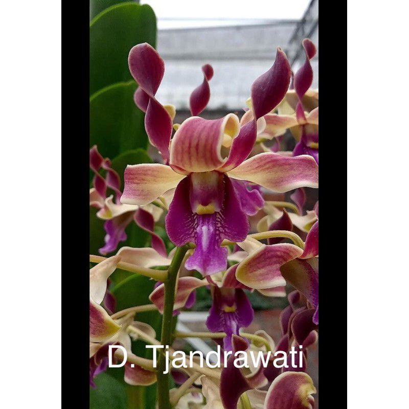 Jual Candrawati x lasiantera | Shopee Indonesia