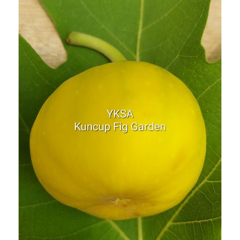 Jual BIBIT TIN JENIS YELLOW KING SAUDI ARABIA (YKSA) | Shopee Indonesia