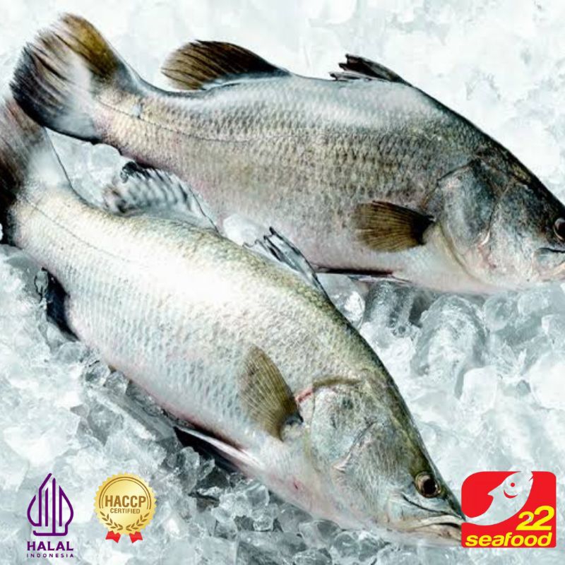 Jual Ikan Kakap Putih 1 Kg WGGS / Bersih tanpa Sisik Jeroan / Seafood ...