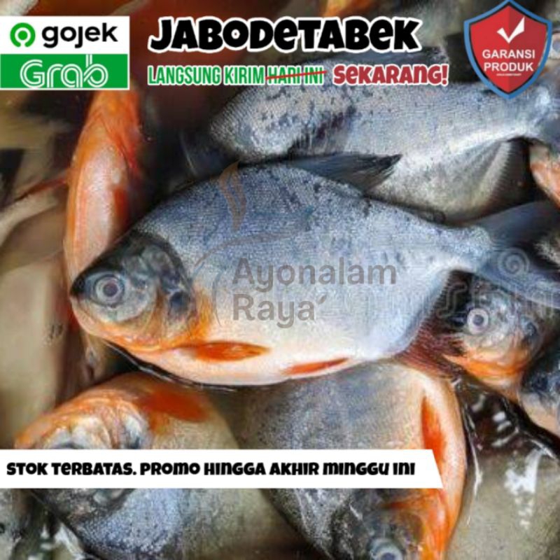Jual Ikan Bawal Merah Segar Fresh Hidup 1Kg Isi 5678 Bersih Konsumsi ...