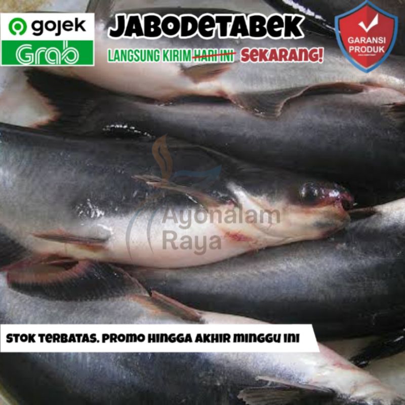 Jual Ikan Patin Segar Fresh Hidup 1 Kg Isi 2345 Bersih Konsumsi ...