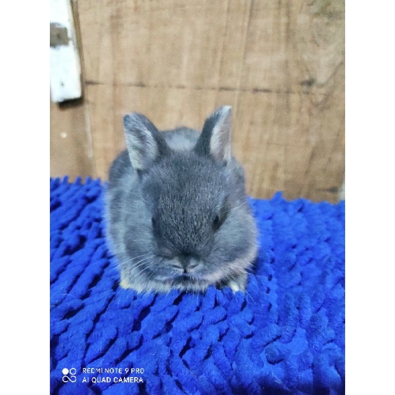 Jual Kelinci Mini ND -- Kelinci Hias Jenis Netherland Dwarf Lucu Imut ...