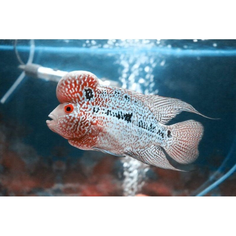 Jual anak ikan lohan | Shopee Indonesia