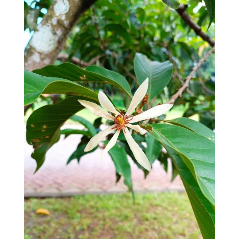 Jual Tanaman Bunga Cempaka kuning / Kembang kantil kuning / vegetasi ...