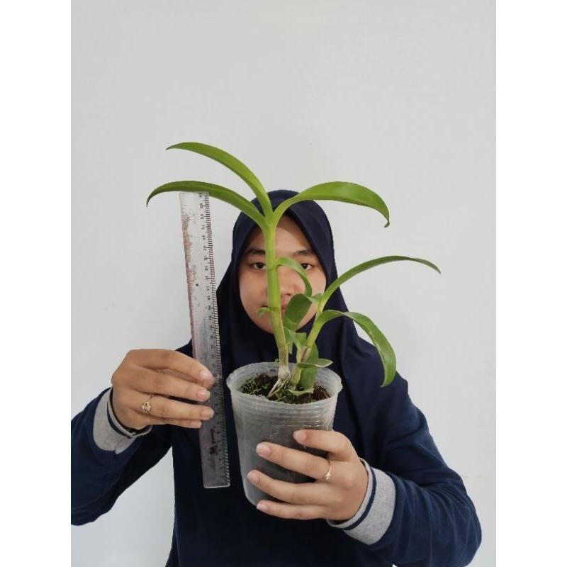 Jual Dendrobium bulat pra dewasa (LIVE/PO) | Shopee Indonesia