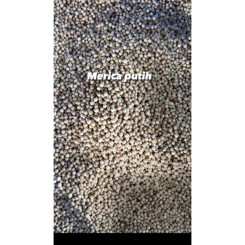 Jual LADA PUTIH BUTIR / MERICA PUTIH ASLI 1KG | Shopee Indonesia