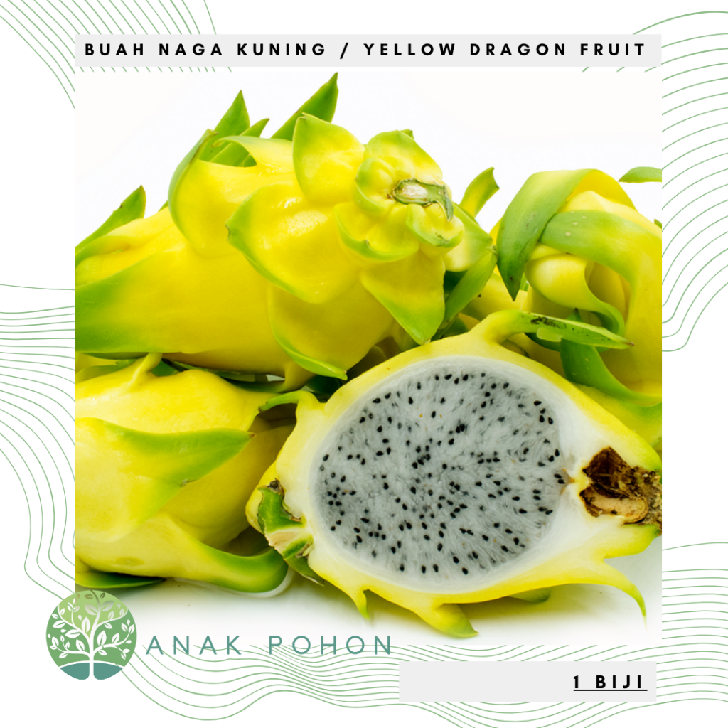 Jual Benih Bibit Biji - Buah Naga Kuning Yellow Dragon Fruit Pitaya ...