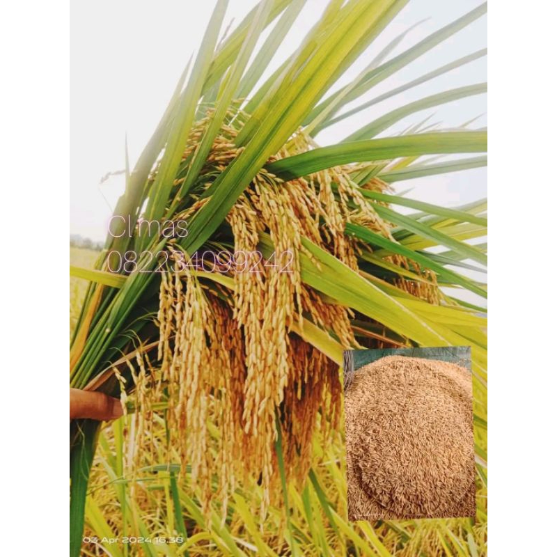 Jual CL MAS BIBIT PADI UNGGUL KEMASAN 1KG | Shopee Indonesia