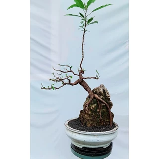 Jual Pohon Loa Terlengkap & Harga Terbaru Juni 2024 | Shopee Indonesia