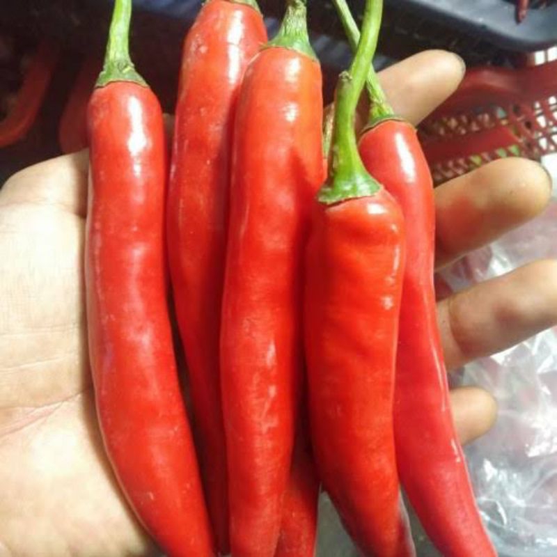 Jual cabai/cabe merah besar 250grm | Shopee Indonesia