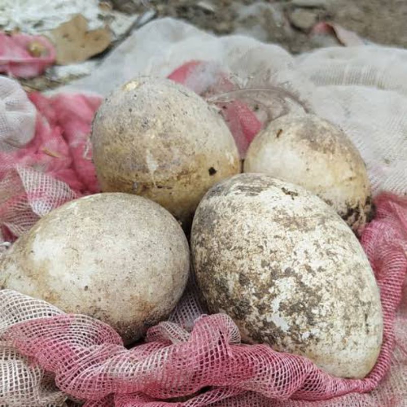 Jual telor soang busuk atau gagal netas | Shopee Indonesia