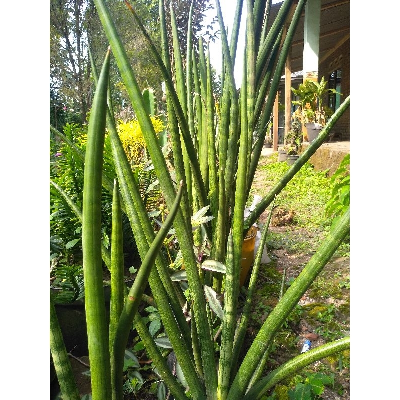 Jual sansivera silindris/tanduk/tanaman ular/sansevieria cylindrica ...