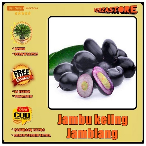 Jual Biji Benih Bibit Buah Jambu Jamblang Keling /5 biji | Shopee Indonesia