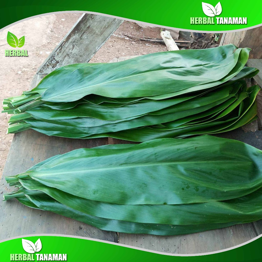 Jual Daun Andong Segar 1 kg Bungkus Bacang - Bakcang Lebar Daun ...