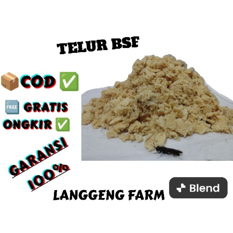 Jual TELUR MAGGOT BSF PAKET 1 GRAM | Shopee Indonesia