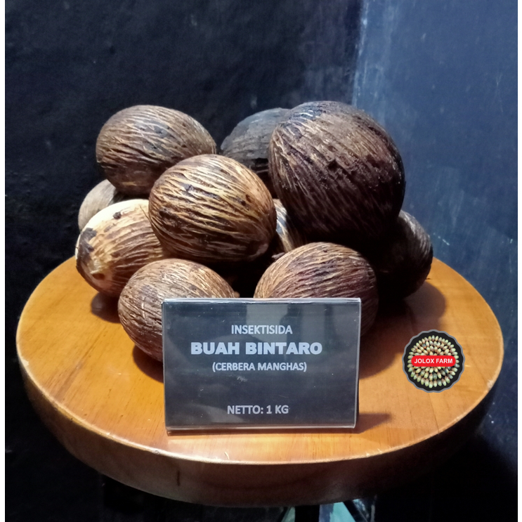 Jual BUAH BINTARO (1KG) | Shopee Indonesia