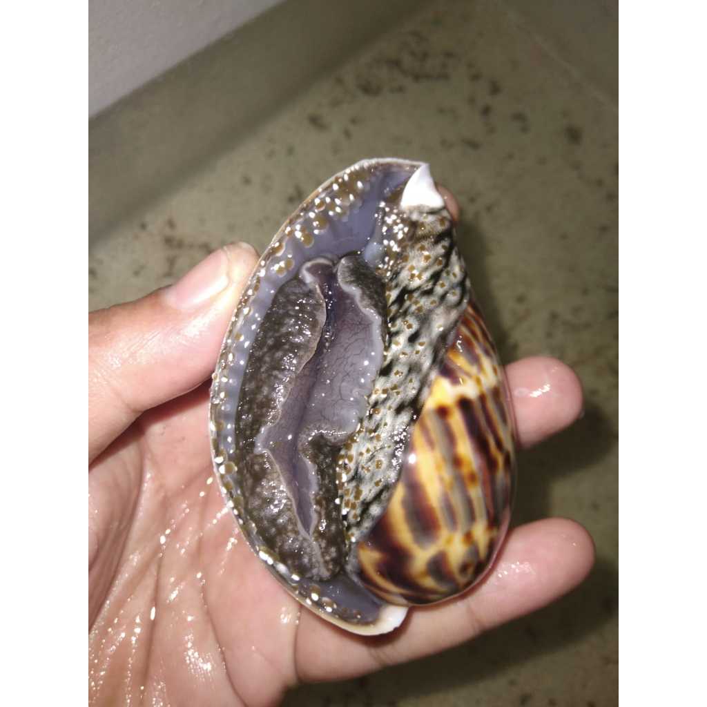 Jual Kerang ABALON - Abalone Shell | Shopee Indonesia