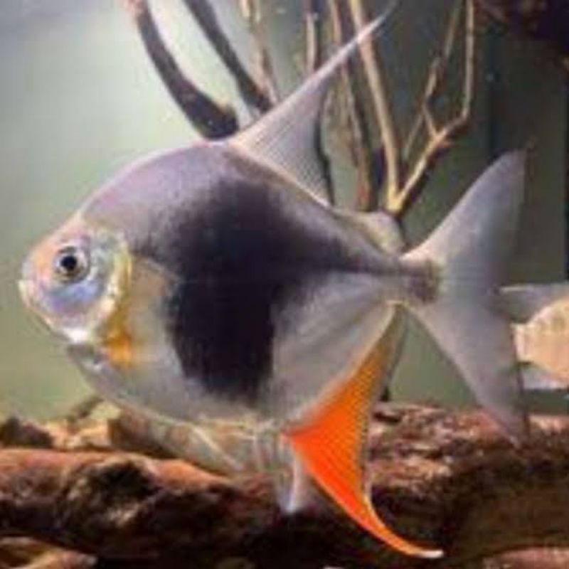 Jual ikan hias myleus SP blackberry | Shopee Indonesia