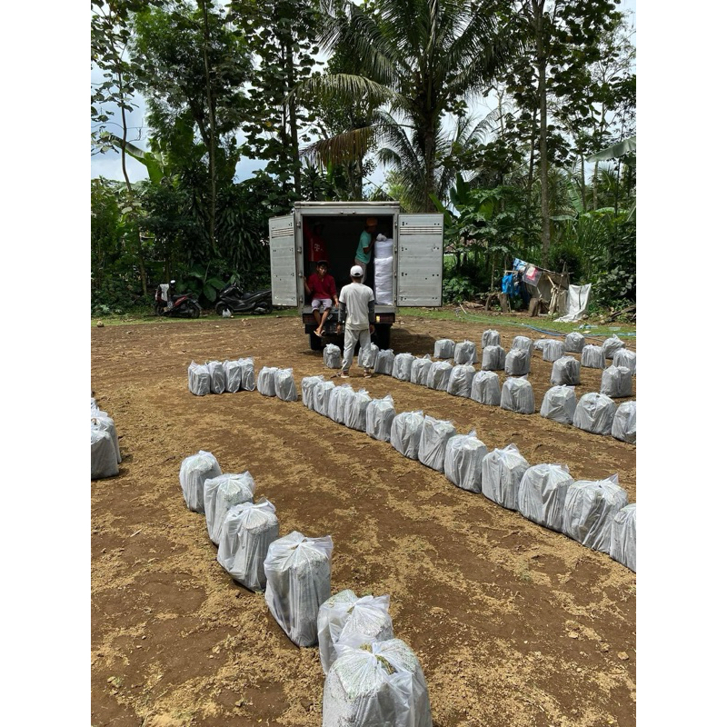 Jual KEBUN.MUKLIS - Rumput Gajah Mini Hijau Full Satu Karung Isi Banyak ...