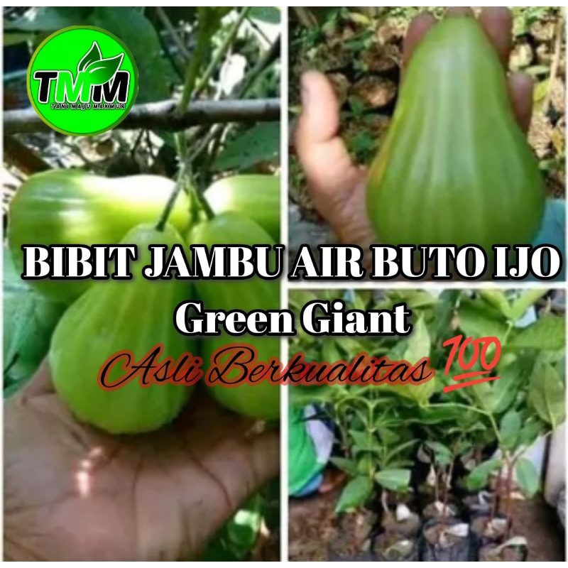 Jual BIBIT JAMBU AIR BUTO IJO GREEN GIANT BERBUAH JUMBO ASLI UNGGUL ...