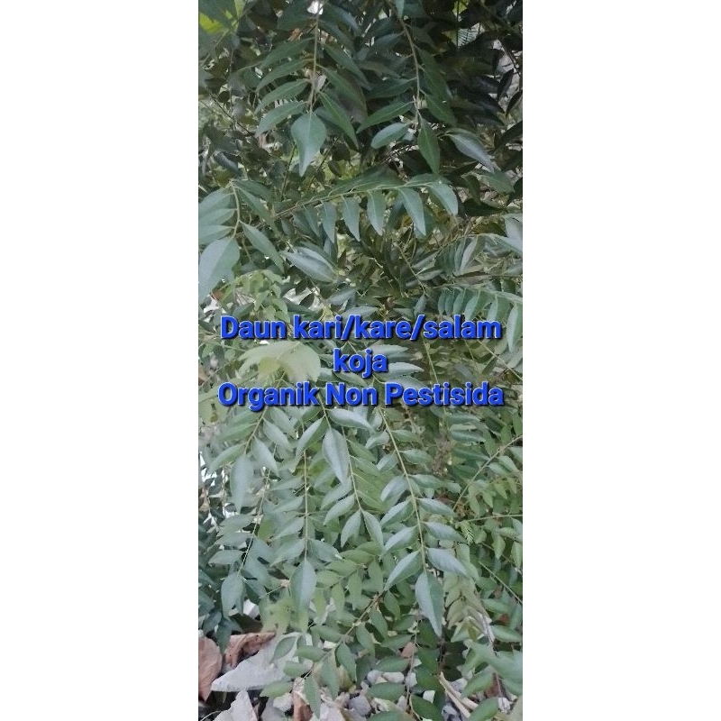 Jual Daun Kari 10 gr | Daun Kare | Salam Koja | Temurui | Asli Medan ...