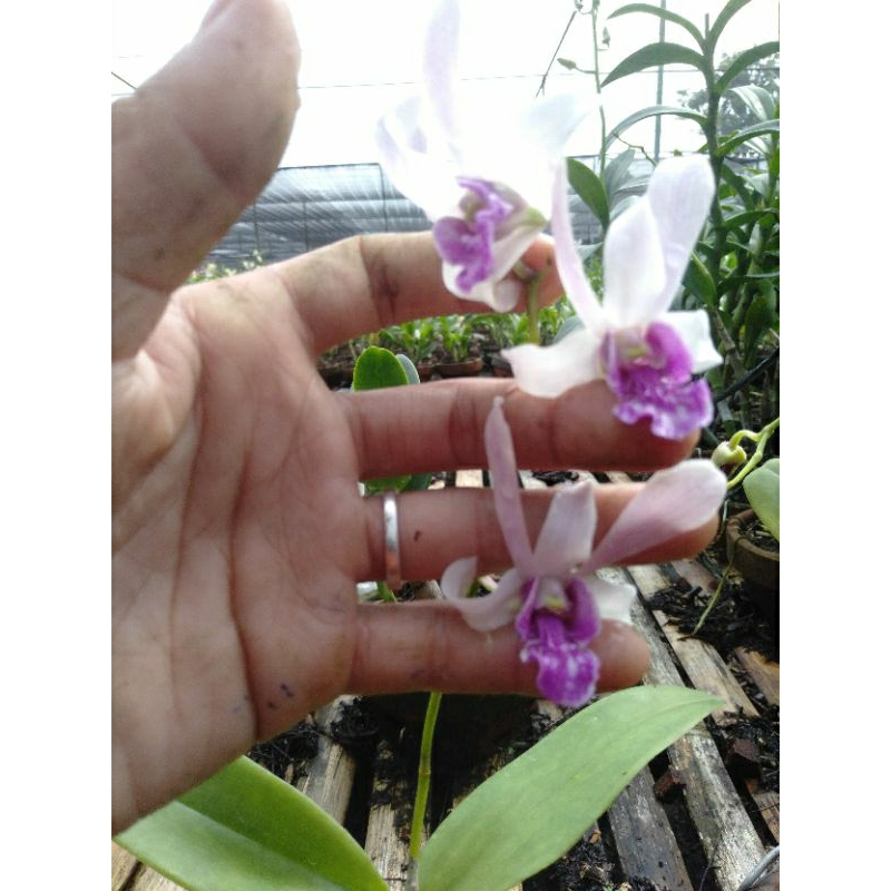 Jual anggrek Caesar pink lasianthera knop mekar-angrek keriting pink ...