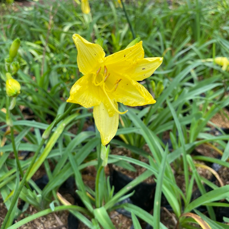 Jual Tanaman bunga lily day bunga kuning lili kuning tanaman outdoor ...