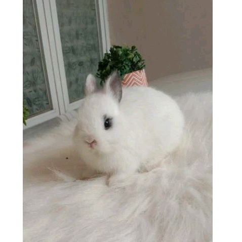 Jual KELINCI NETHERLAND DWARF ND NEDERLAN DWARF NETHERLAND DAF 2 ...