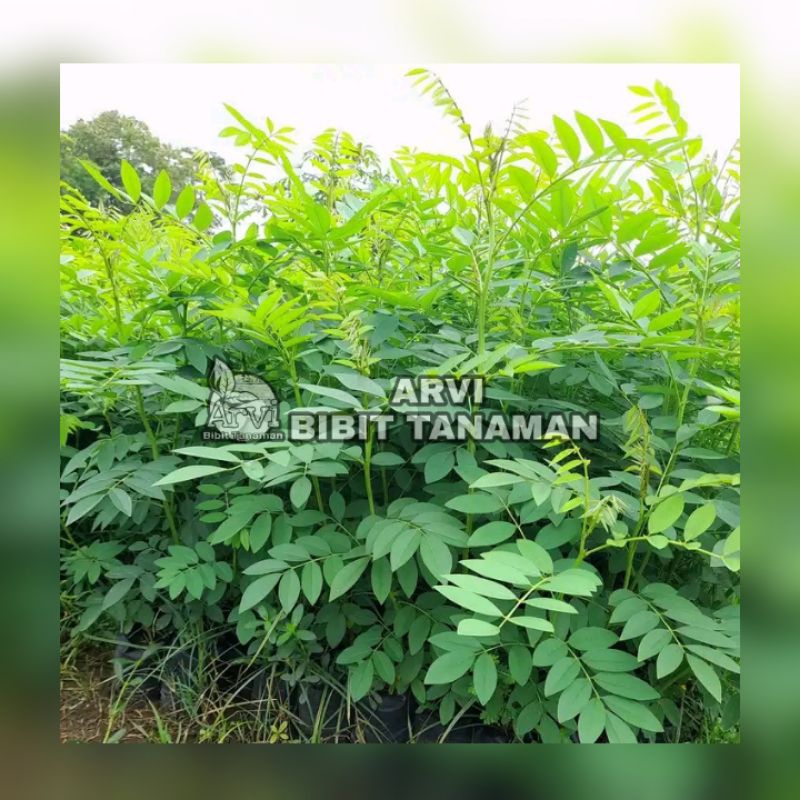 Jual BIBIT TANAMAN INDIGOFERA (PAKAN TERNAK) beli 5 gratis 1 | Shopee ...