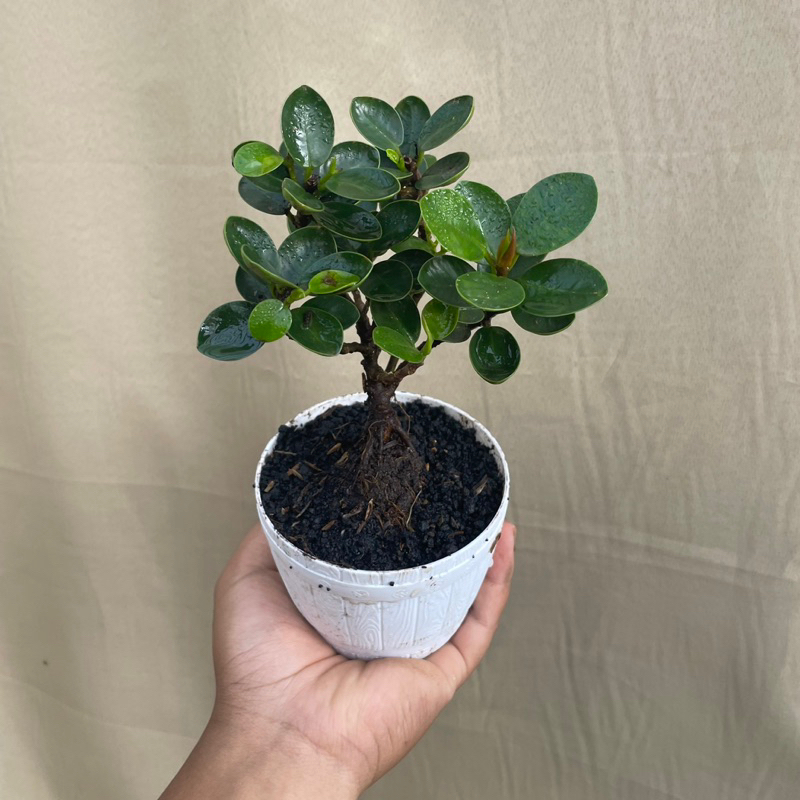 Jual bonsai dollar micro + pot gentong putih | Shopee Indonesia