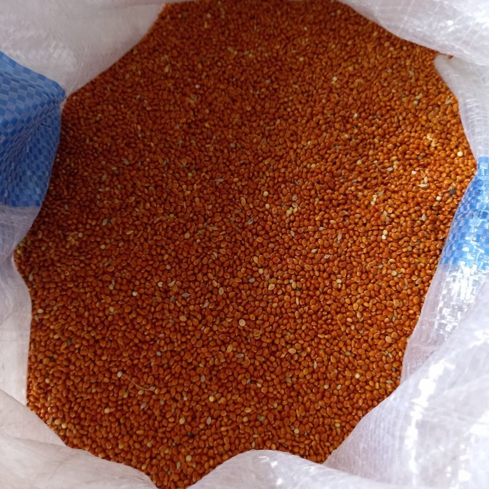 Jual Milet Merah Millet Merah 500 Gram Biji Milet Merah Pakan Makanan ...