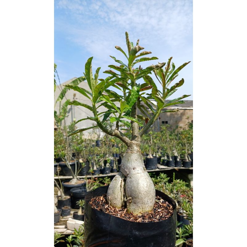 Jual adenium | Shopee Indonesia