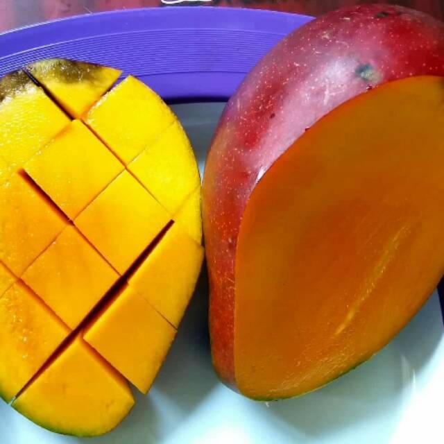 Jual BIBIT BUAH MANGGA RED EMPEROR ASLI UNGGULAN | Shopee Indonesia