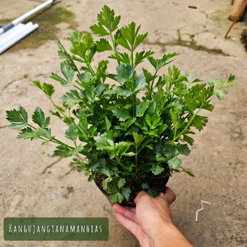 Jual 1 POT TANAMAN SLEDRI SELEDRI ( SIAP KONSUMSI ) | Shopee Indonesia