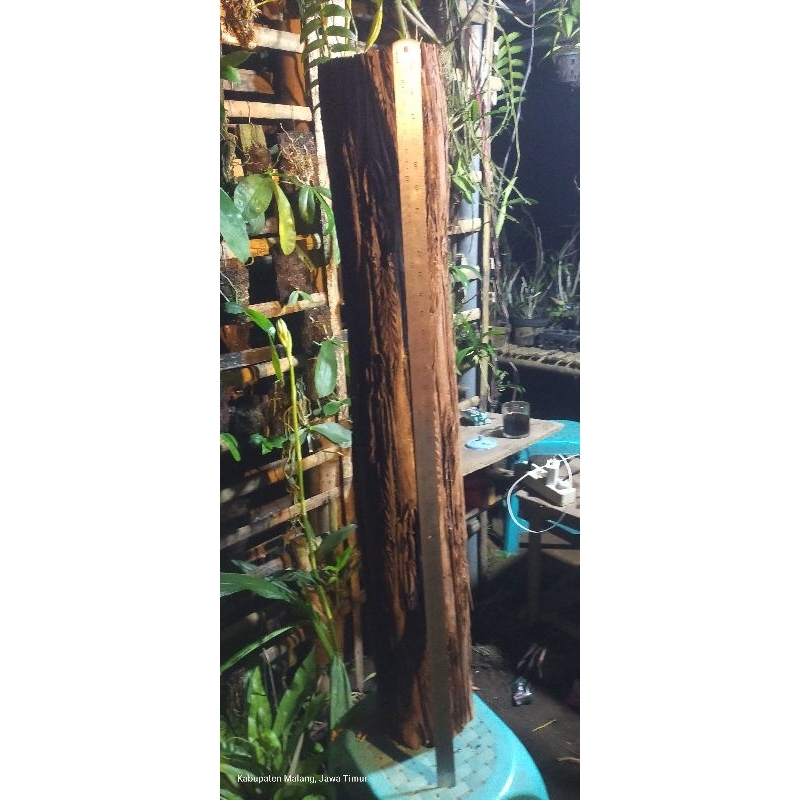Jual media pakis luyung panjang 1 meter | Shopee Indonesia