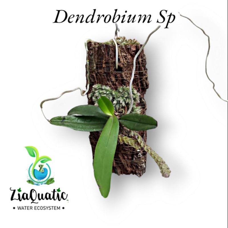 Jual Anggrek Mini "Dendrobium Sp" - Tanaman Hias Gantung/Pot/Paludarium ...