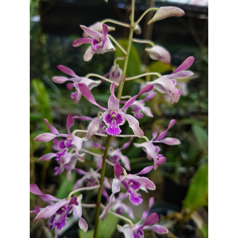 Jual anggrek mini dendrobium canaliculatum x dendrobium nindii ...