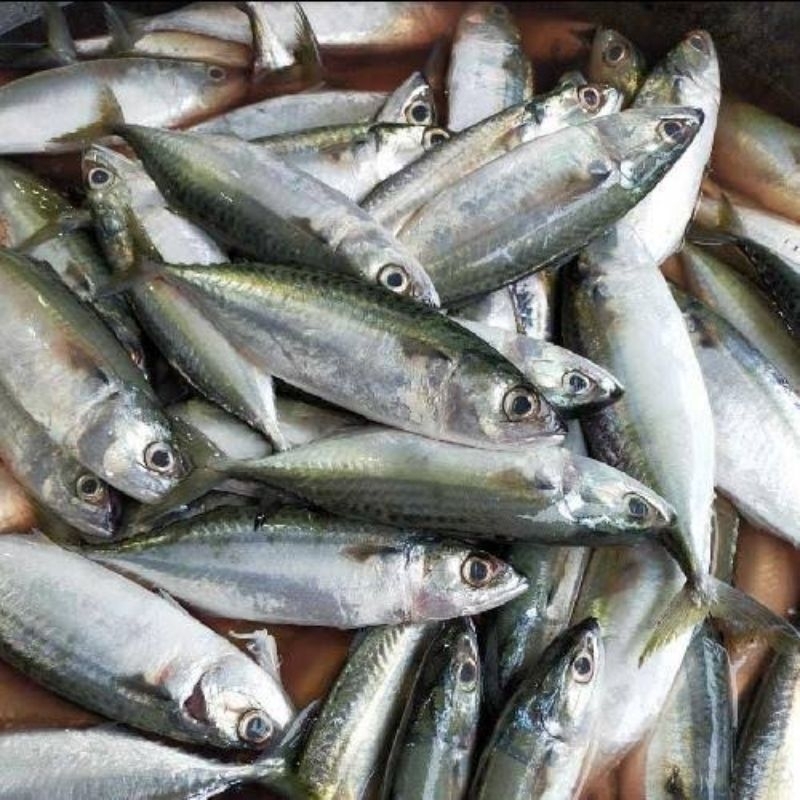 Jual Ikan gembung Kuring 300g | Shopee Indonesia
