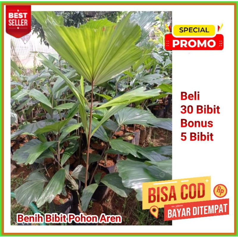 Jual 30 Pcs Bibit Aren Unggul Siap Tanam / Bibit Aren Varietas Unggul ...