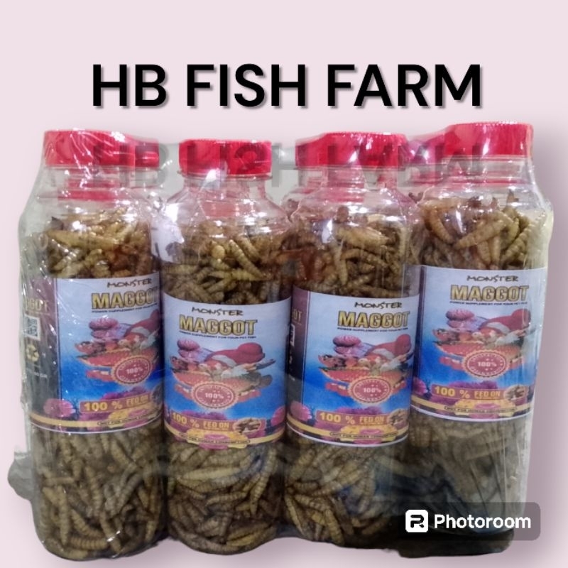 Jual 1 LUSIN - PAKAN MAGGOT NATURAL/PAKAN PREDATOR/PAKAN CHANA/KOKI/KOI ...