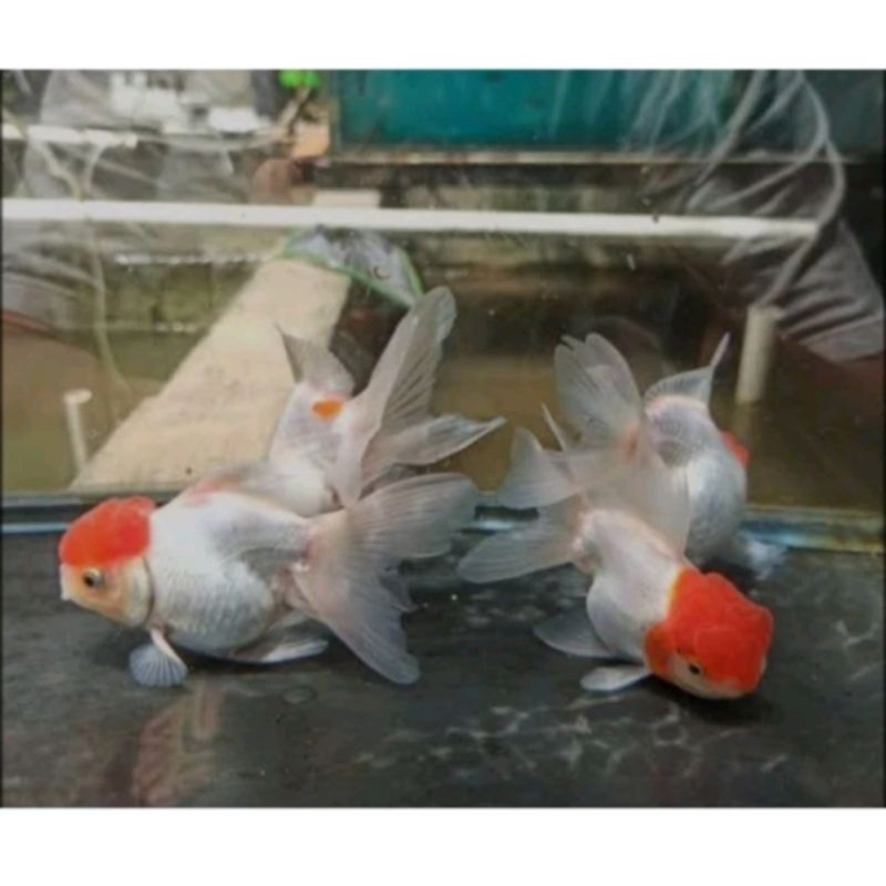 Jual ikan hias mas koki redcup jumbo | Shopee Indonesia