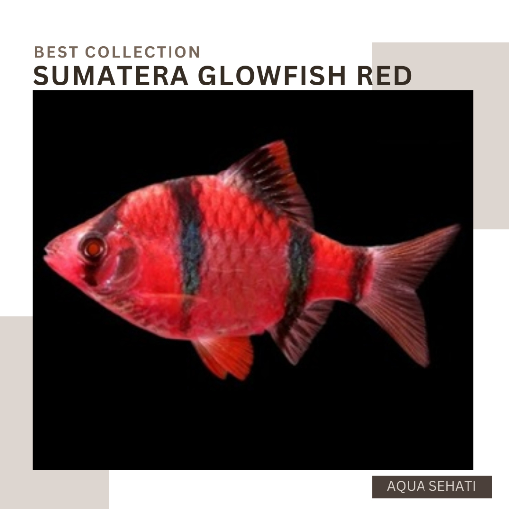 Jual Glowfish Sumatra Tiger / Glofish Sumatra Tiger / Pemakan Kutu Koi ...