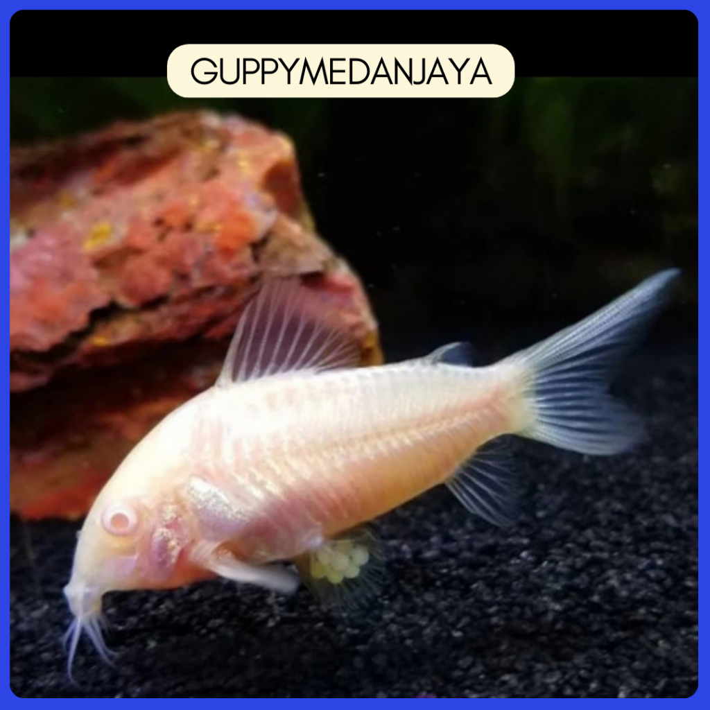 Jual ikan corydoras albino ikan tikus khusus gojek | Shopee Indonesia
