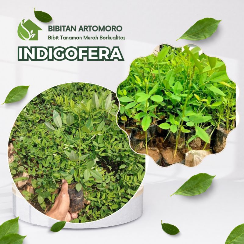 Jual 35 batang bibit indigofera pakan ternak Bonus pupuk penyubur daun ...