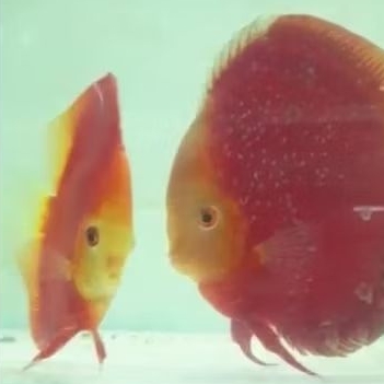 Jual Ikan Discus Red Valentine + Red Melon Pair | Shopee Indonesia