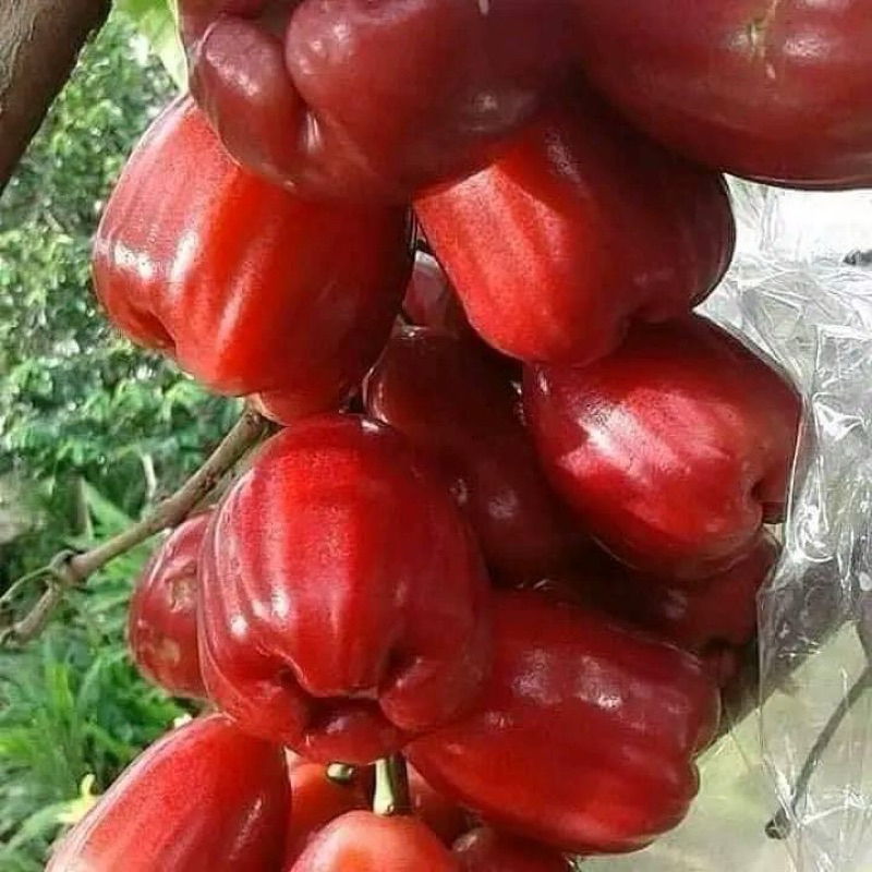 Jual Bibit Jambu Air Dalhari Varietas Valid ,(pernah berbunga) ,dan ...